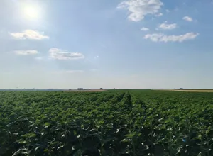 Prodaja Građevinsko zemljište - Beograd, Surčin Centar