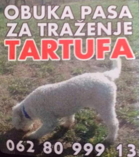 Psi za traženje tartufa -Tartufari
Kragujevac