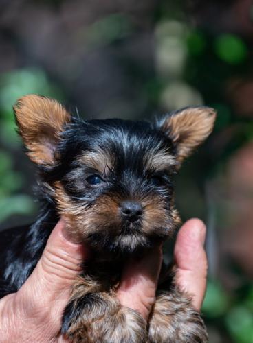 Jorkširski Terijer
Mali Zvornik