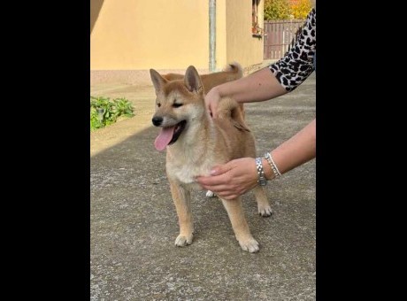 Shiba inu štenci od vrhunskih roditelja