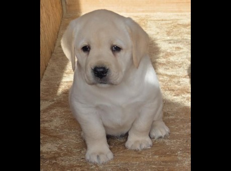 LABRADOR retriver, štenci