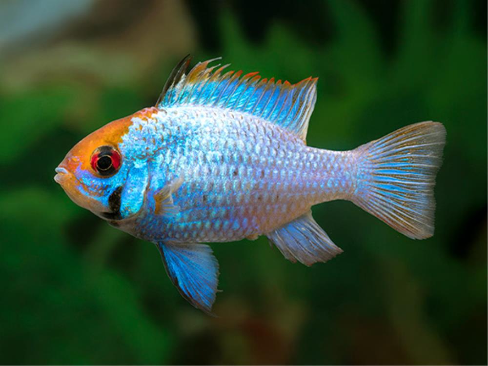 RAMIREZI ELECTRIC BLUE (MICROGEOPHAGUS RAMIREZI)
