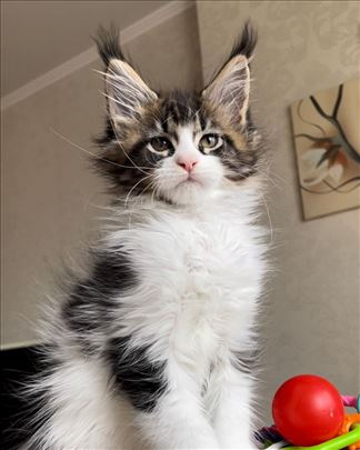 Maine Coon , mače