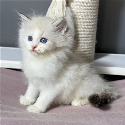 Ragdoll , mače