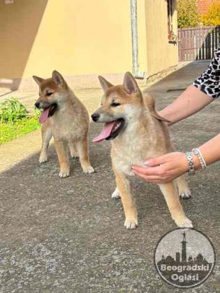 Shiba inu štenci od vrhunskih roditelja