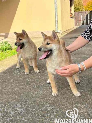 Shiba inu štenci od vrhunskih roditelja