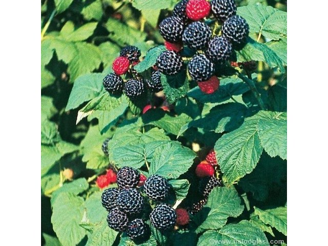 Crna malin a- Rubus