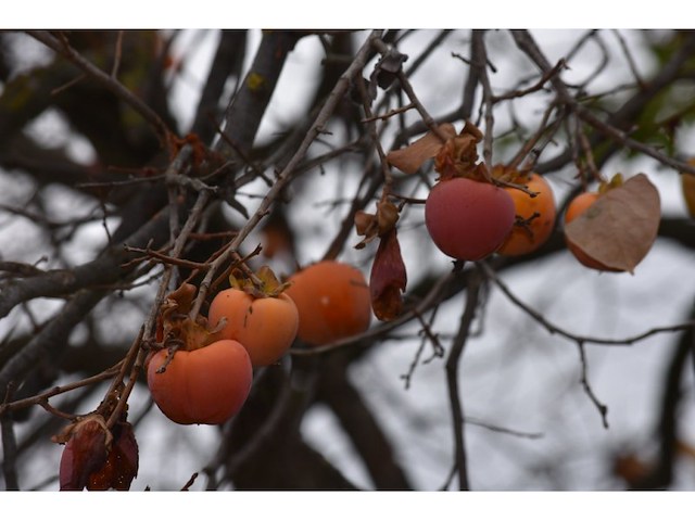 Japanska jabuka Kaki