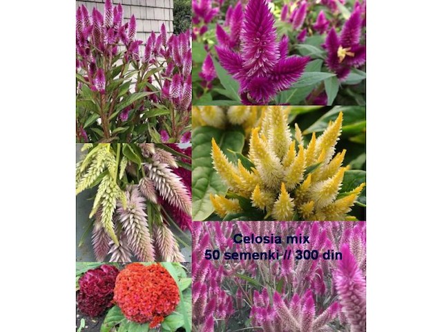 Celosia mix // 50 semenki