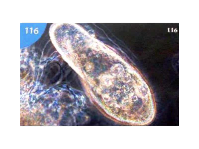 ŽIVOTINJSKO CARSTVO 2008     BROJ 116