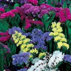 Statica mix (180 semenki) Limonium Sinuatum mix