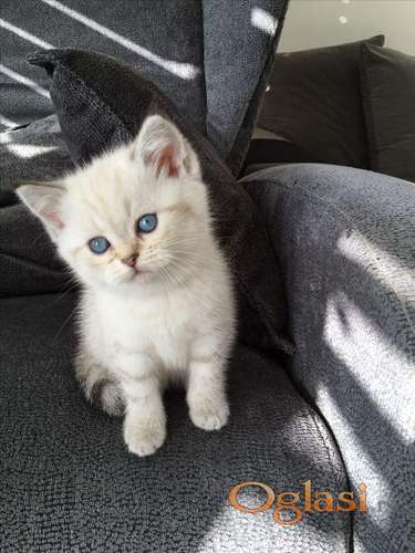 British shorthair kittens