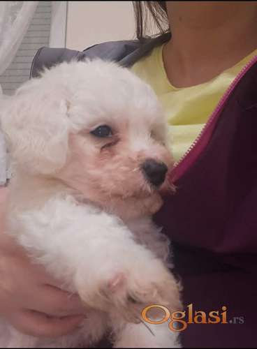 Kovrdžavi bišon (Bichon frise), štenci