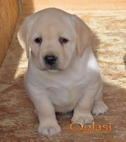 LABRADOR retriver, štenci šampionskog porekla