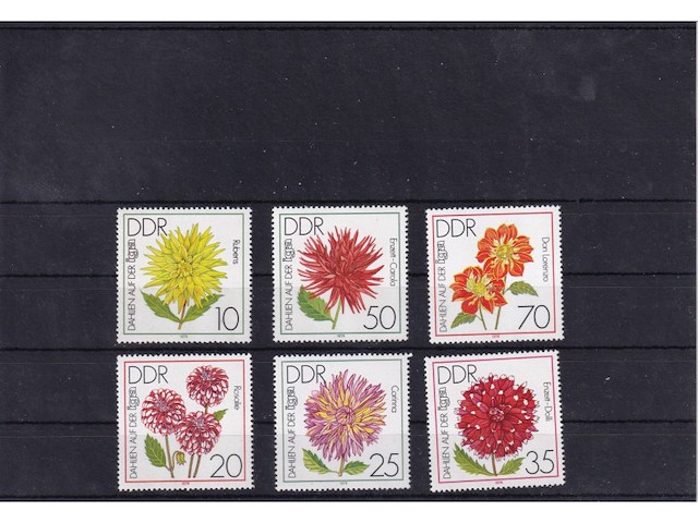 DDR Flora 1979