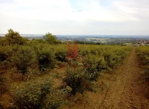 Prodaja Građevinsko zemljište - Beograd, Mladenovac: Koraćica - Amerić - Vlaška