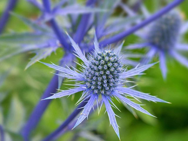 Morska božikovina (Eryngium planum) - 100 semena