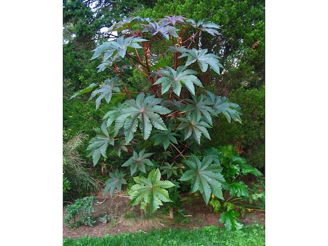 Ricinus crveni (Ricinus communis) - 10 semena