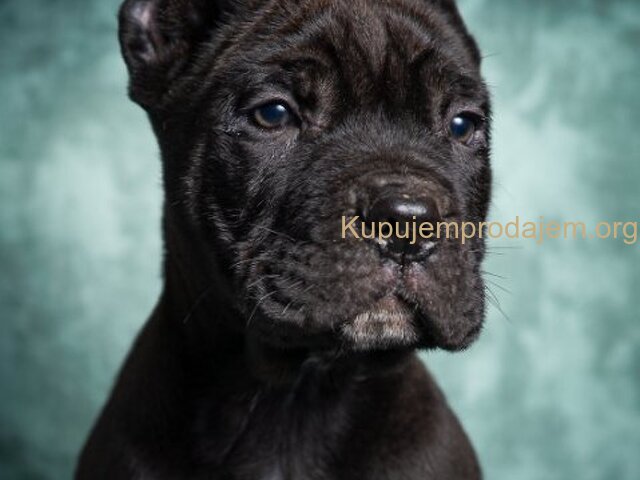 Cane Corso stenad