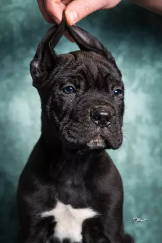 Cane Corso stenad