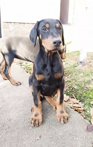 Doberman
