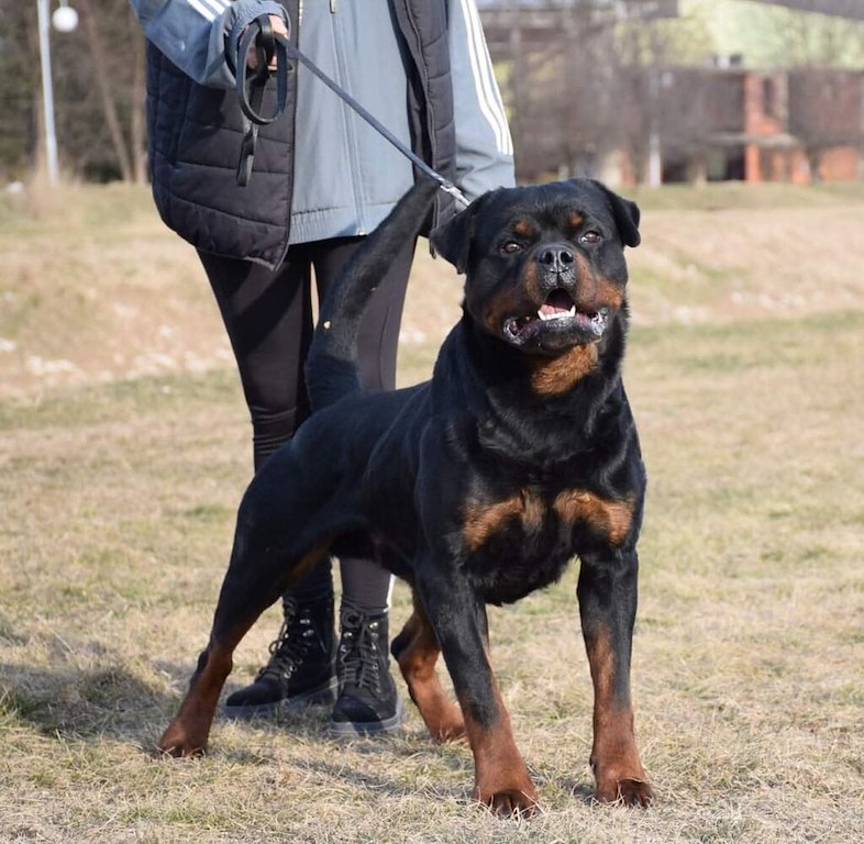 Na prodaju rotvajler muzjak star 3 god s papirima