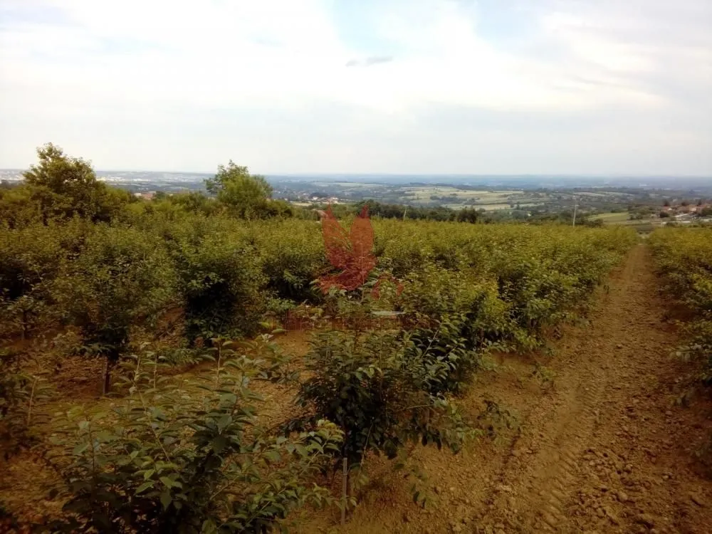 Prodaja, plac, 13700m², Koraćica, Mladenovac
