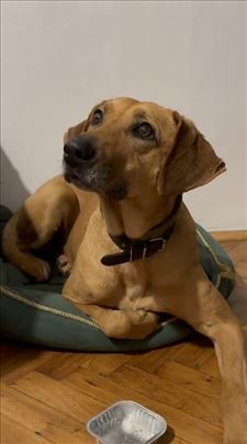 Žua traži dom i hitno je