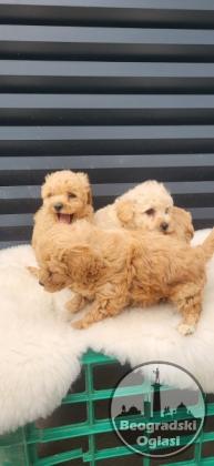 Maltipoo- bipoo
