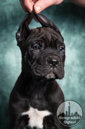 Cane Corso stenad