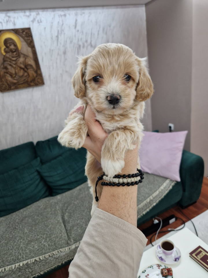 Neodoljivi Maltipoo štenci,