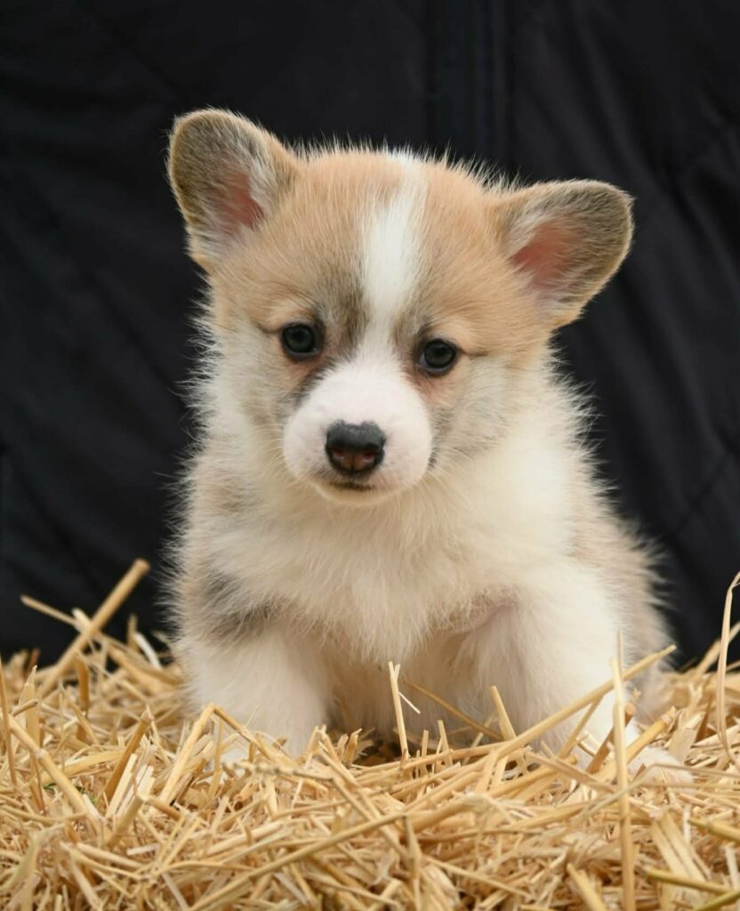 Velski korgi/Welsh Corgi Pembroke