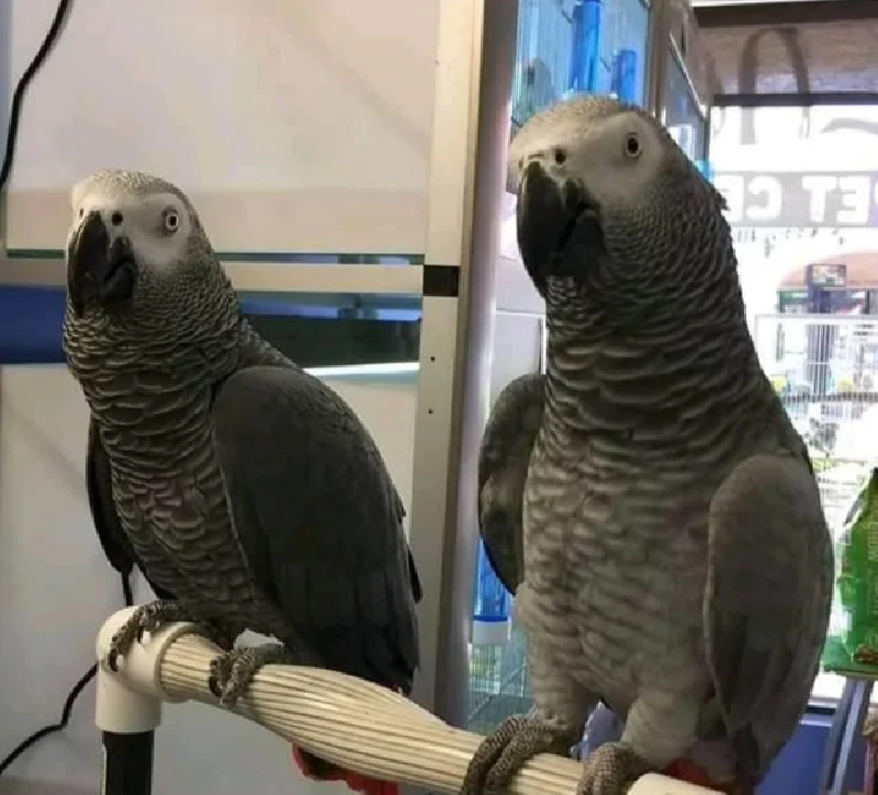 African grey parrots