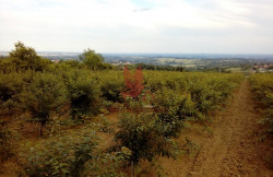Veliki plac za na obroncima Kosmaja, Mladenovac, Koraćica #P619 #1737