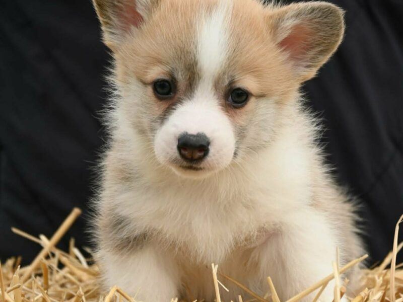 Velski korgi/Welsh Corgi Pembroke
