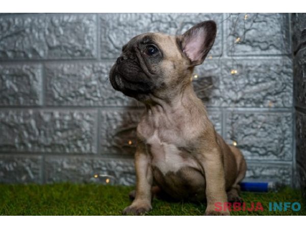 Francuski buldog