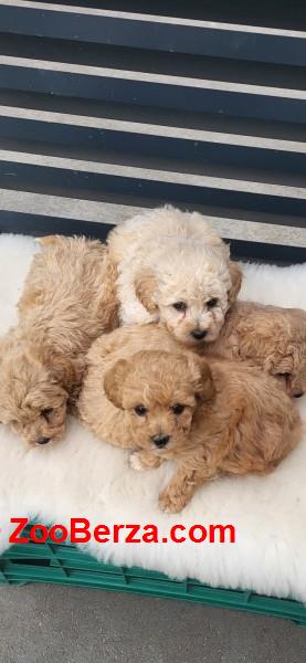 Maltipoo- bipoo