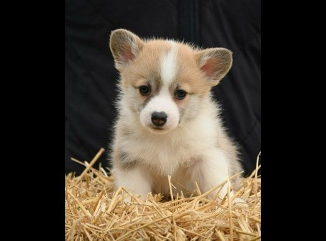 Velški korgi/Welsh Corgi Pembroke