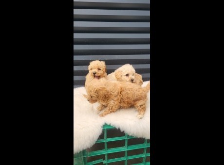 Maltipoo- bipoo
