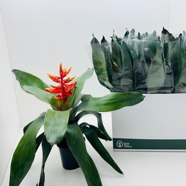 Aechmea Pepita Elegant Flames 12Ø 40cm