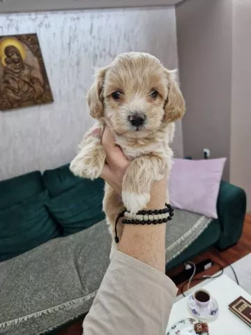 Neodoljivi Maltipoo štenci,