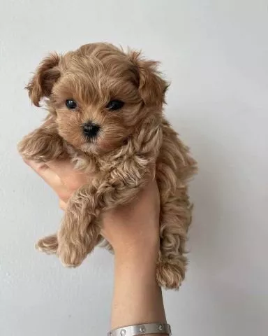 Maltipoo