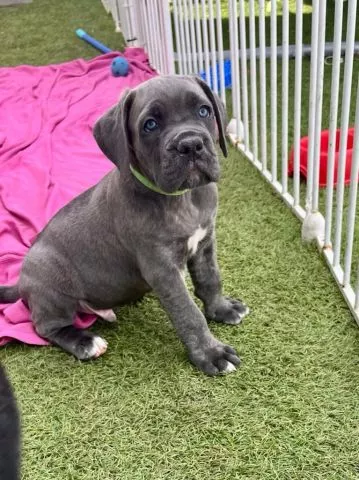 Cane Corso stenad