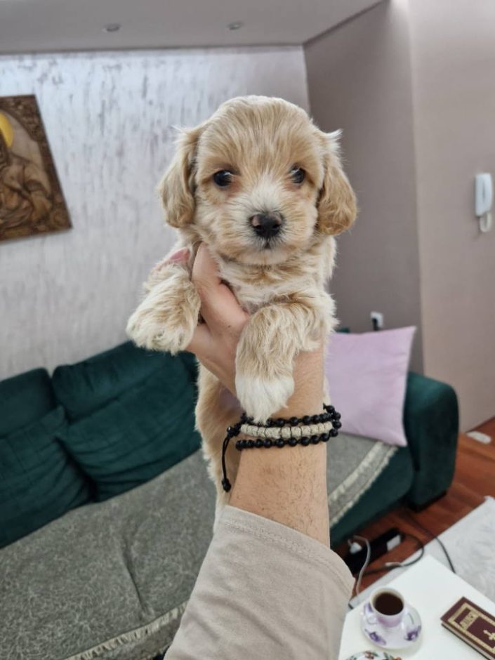 Neodoljivi Maltipoo štenci