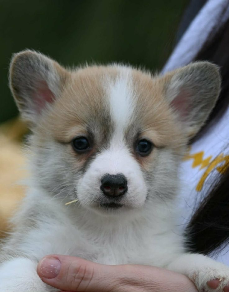 Velski korgi/Welsh Corgi Pembroke