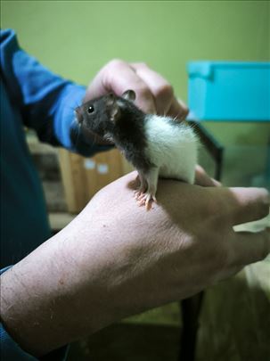 Panda pacovi