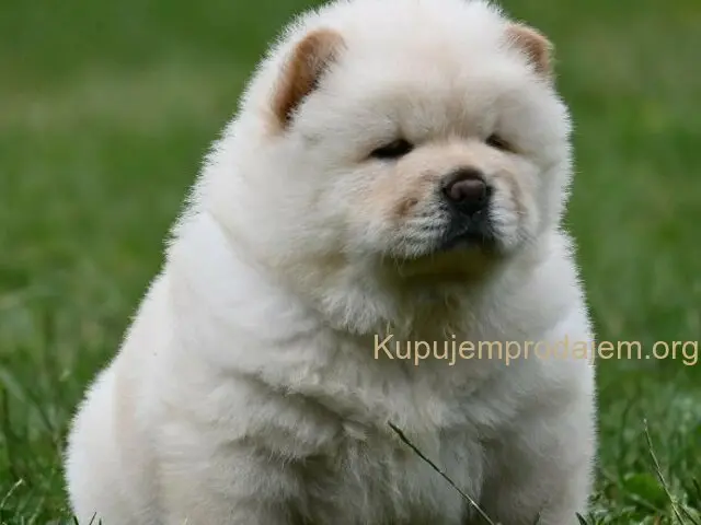 Chow Chow Cau Cau Čau Čau