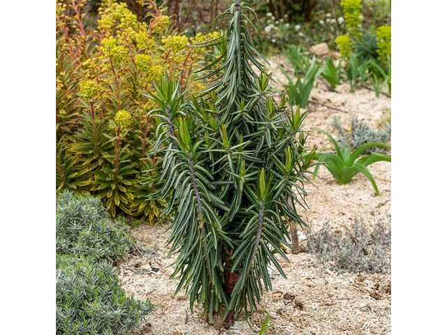 Krtičarka, Carevac (Euphorbia lathyris) - 50 semena