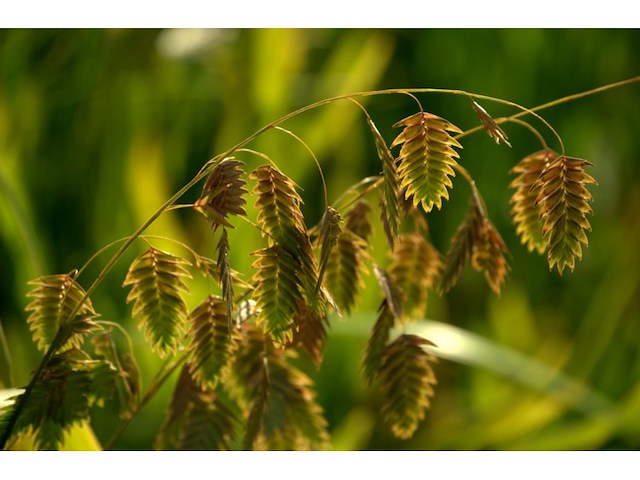 Ukrasni ovas (Chasmanthium latifolium) - 20 semena