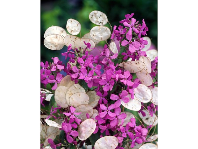 Lunarija, Mesečeva biljka (Lunaria annua) - 20 semena